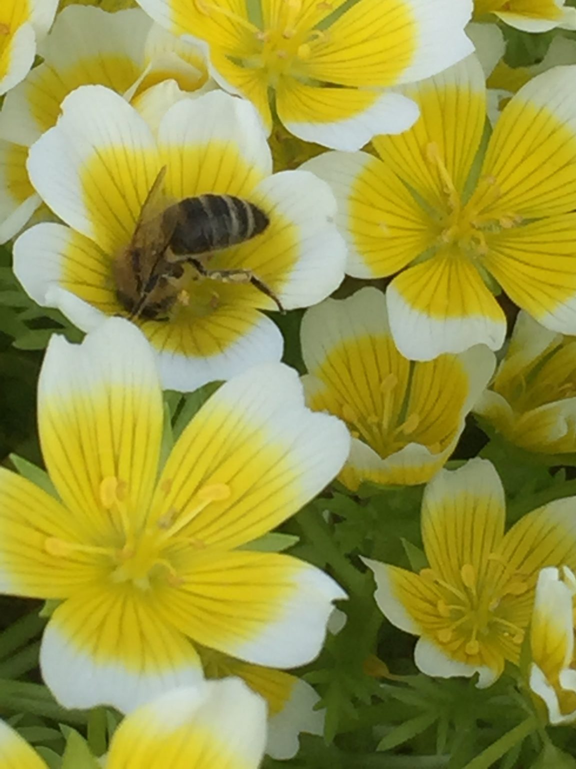 Planting for bees - Beverley Beekeepers Association