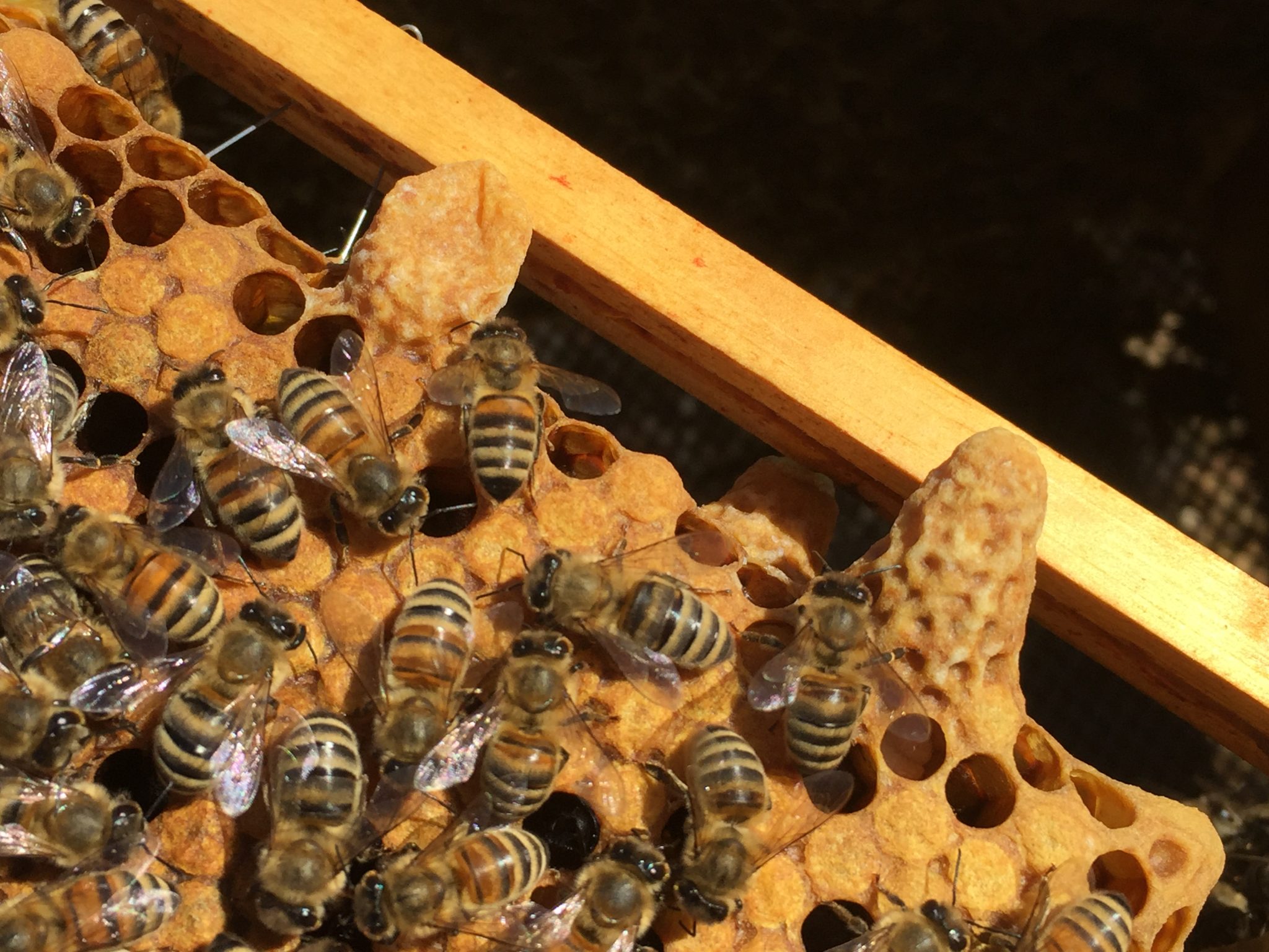 Splitting a hive and the mystery of the pink queen - Beverley ...