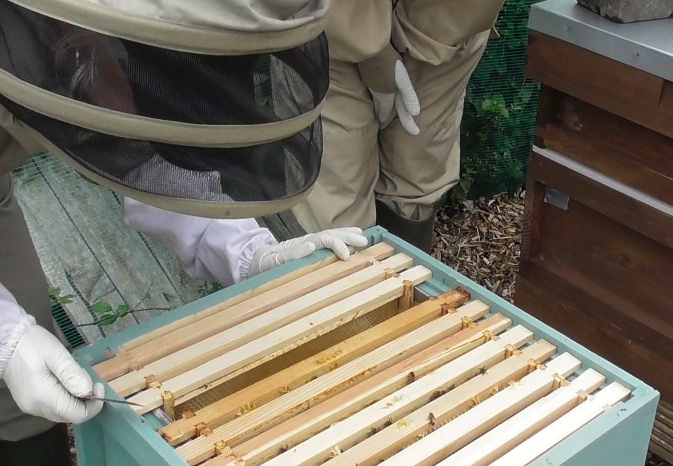 Only half the split works and I don't know why - Beverley Beekeepers ...